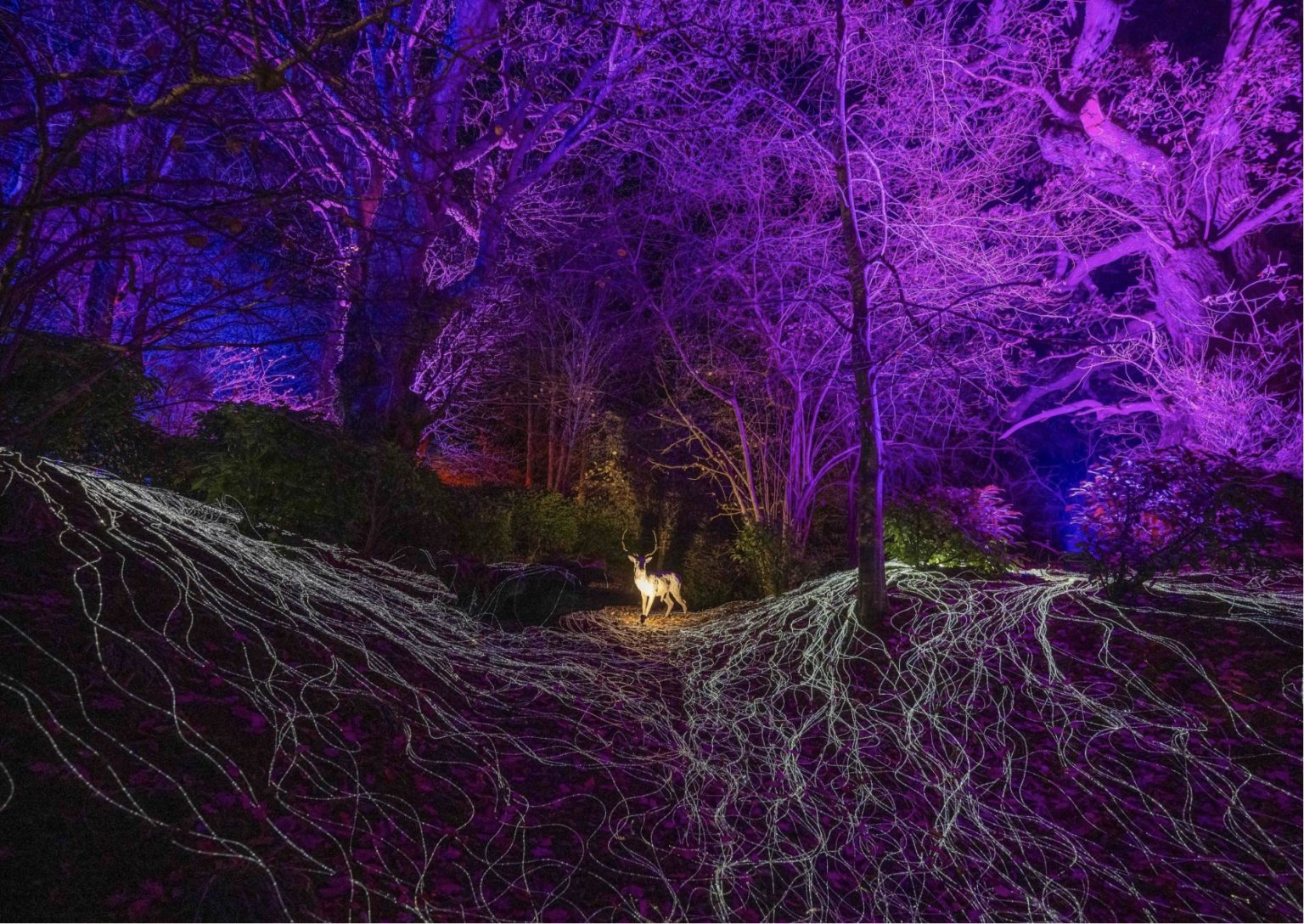 Monteviot Lights 2024 – Monteviot House & Gardens